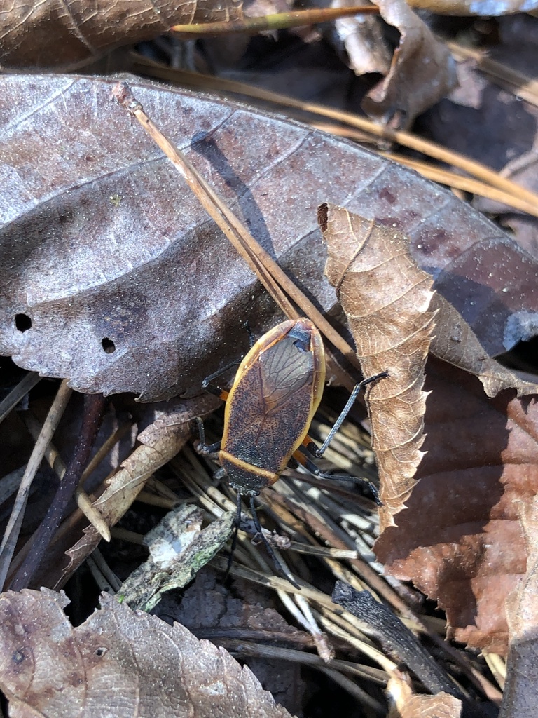 Eastern Bordered Plant Bug from San Felasco Hammock Preserve State Park ...