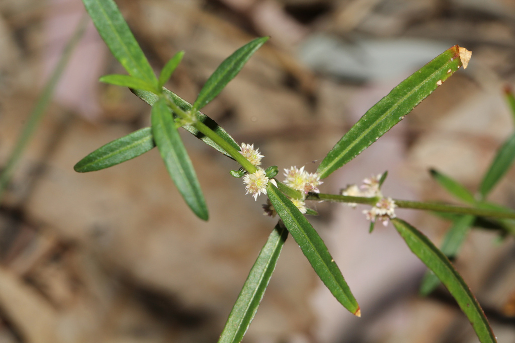 Lesser Joyweed from Thargomindah Town, QLD 4492, Australia on September ...