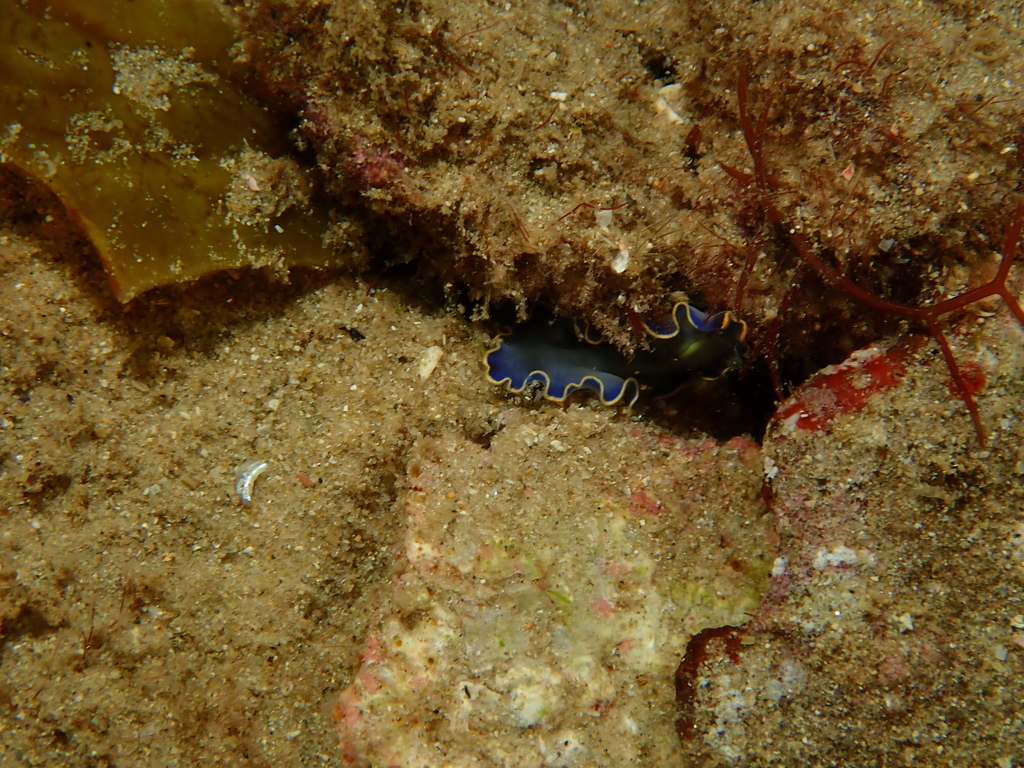 Cycloporus from Port Noarlunga Jetty on February 2, 2024 at 08:42 PM by ...