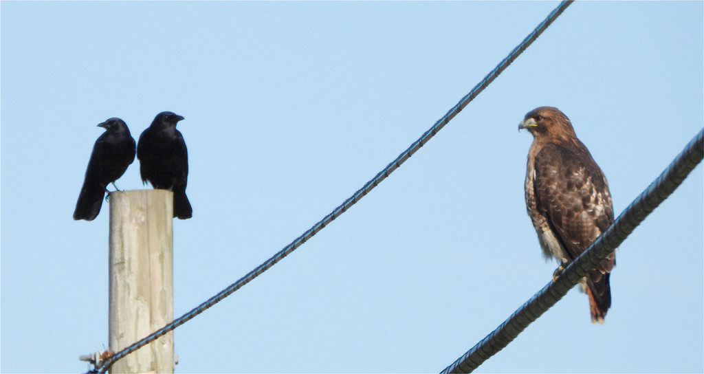 Red-tailed Hawk from Hwy 101 Clatsop Plains on February 3, 2024 at 11: ...