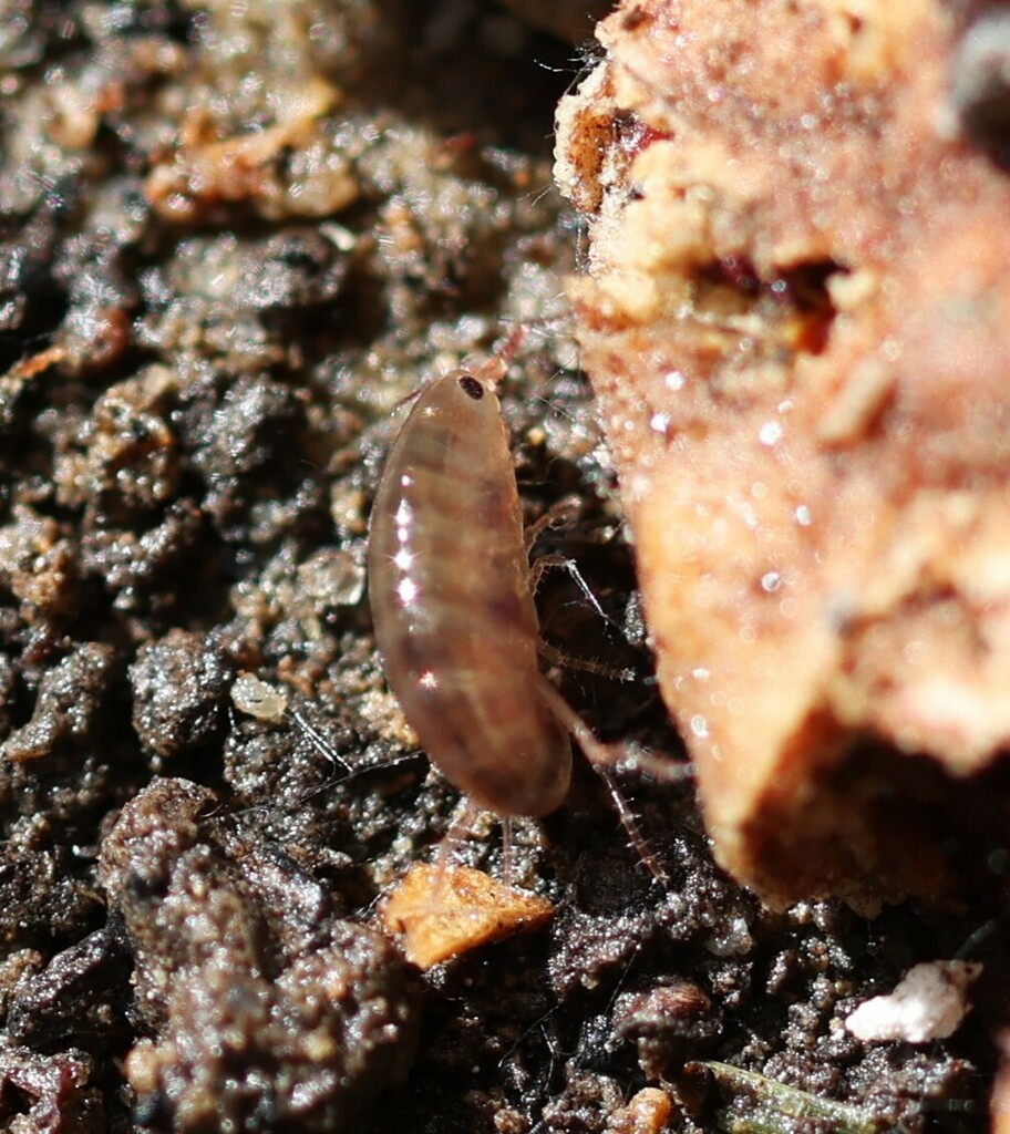 Lawn Shrimp from Brea, CA, USA on February 3, 2024 at 12:56 PM by ...