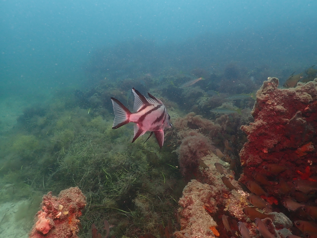 Longsnout Boarfish from Norma on February 3, 2024 at 11:45 AM by Jack ...