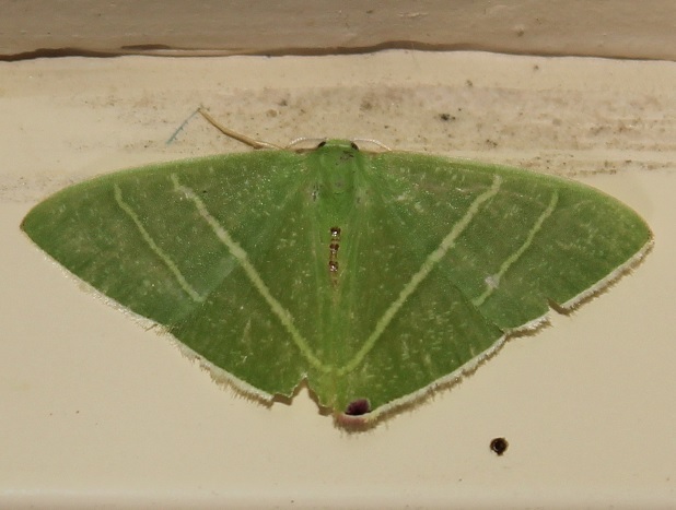 Urolitha bipunctifera from Smiths Lake NSW 2428, Australia on February 3, 2024 at 11:24 PM by Dr ...