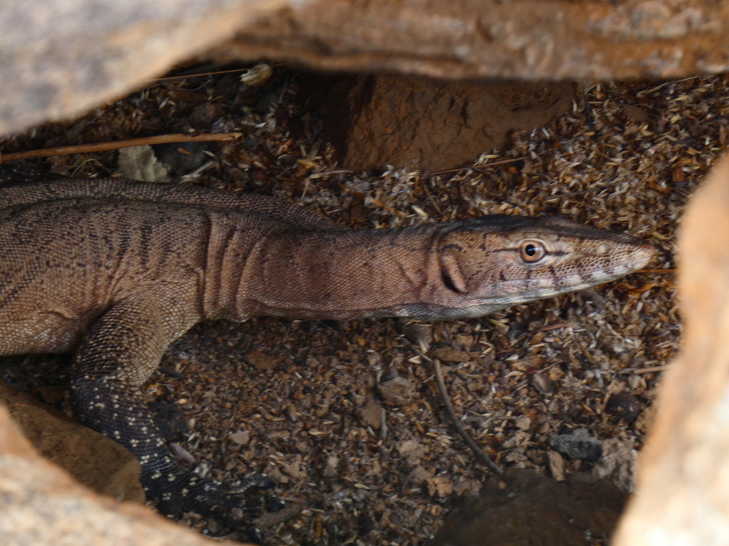 Black-palmed Rock Monitor from Cloncurry QLD 4824, Australia on ...