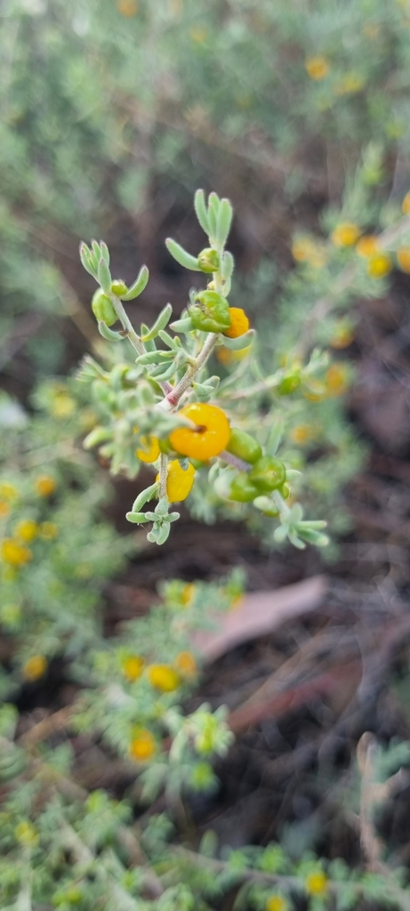 Barrier Saltbush from Quorn SA 5433, Australia on February 4, 2024 at ...
