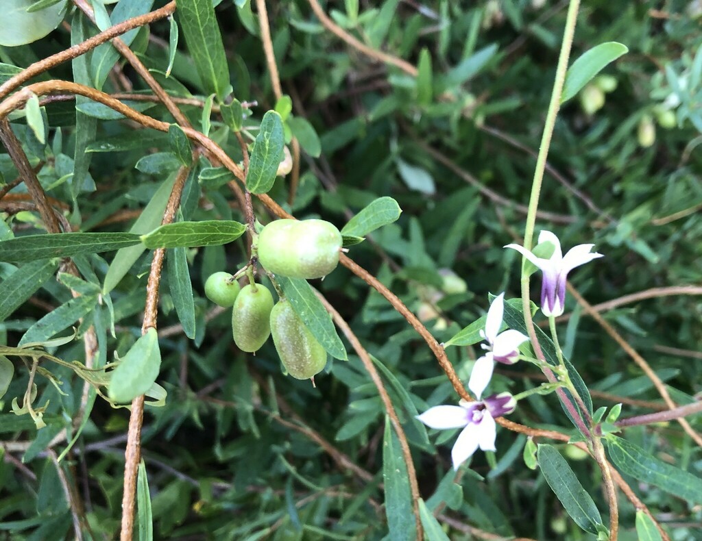sweet apple-berry from Keith SA 5267, Australia on February 4, 2024 at ...
