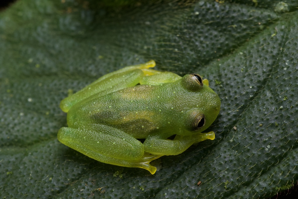 Napo Giant Glass Frog from Pastaza, Ecuador on February 1, 2024 at 08: ...