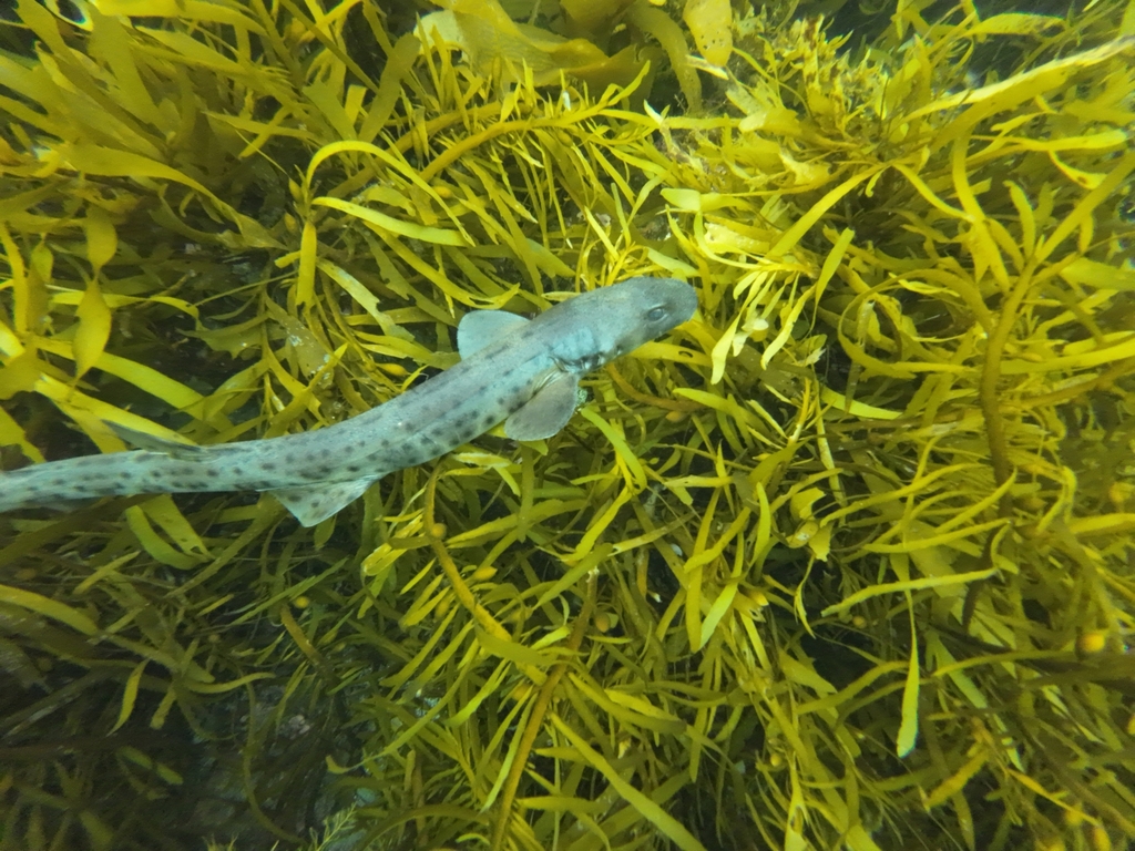 Rusty Carpetshark from Australia on February 4, 2024 at 12:16 PM by ...