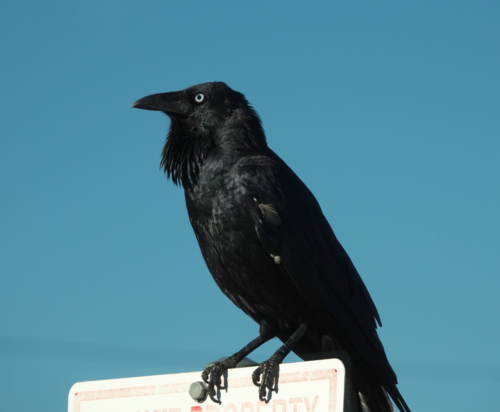 Australian Raven from Subiaco, AU-WA, AU on January 20, 2024 at 07:16 ...