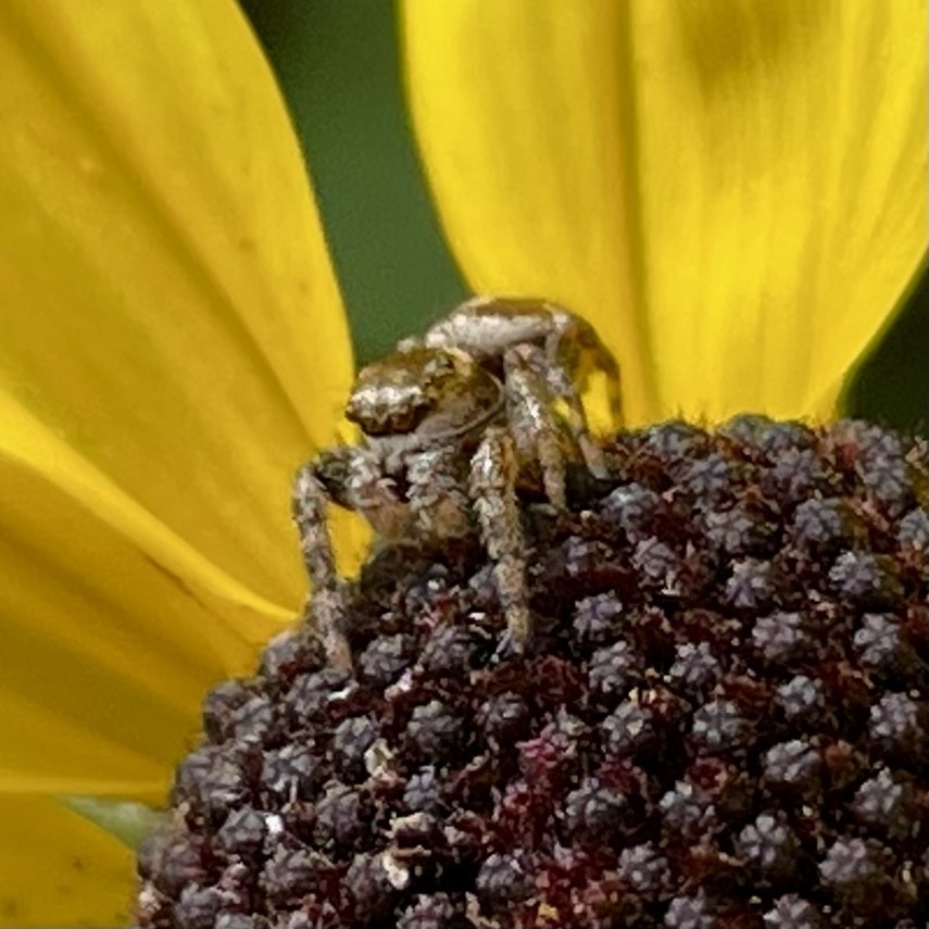 Typical Jumping Spiders from Bolsa Chica Ecological Reserve, Huntington ...