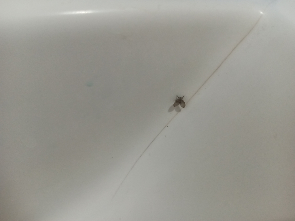 Moth Flies and Sand Flies from Mandaluyong on February 4, 2024 at 09:35 ...