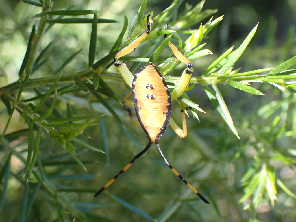 Amorbus from Beek Beek Reserve on February 4, 2024 at 11:07 AM by ...