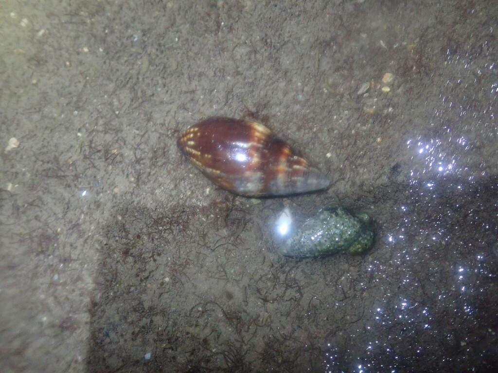 Strigatella scutulata from Sunshine Coast QLD, Australia on February 3, 2024 at 08:44 PM by ...