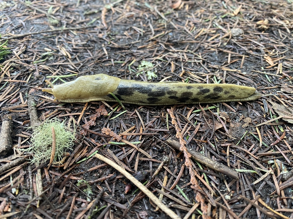Pacific Banana Slug from San Juan Island National Historical Park ...
