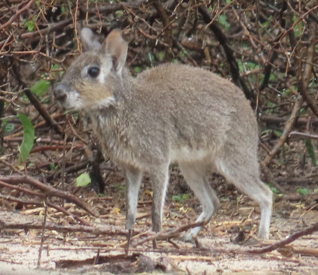 Chacoan Mara (Pediolagus salinicola) - Know Your Mammals