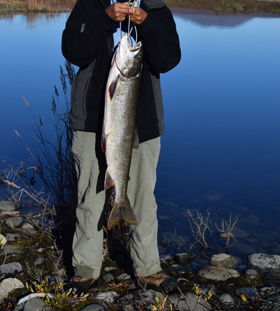 Lake Trout from Tangle Lakes, Alaska, USA on August 31, 2016 at 09:40 ...