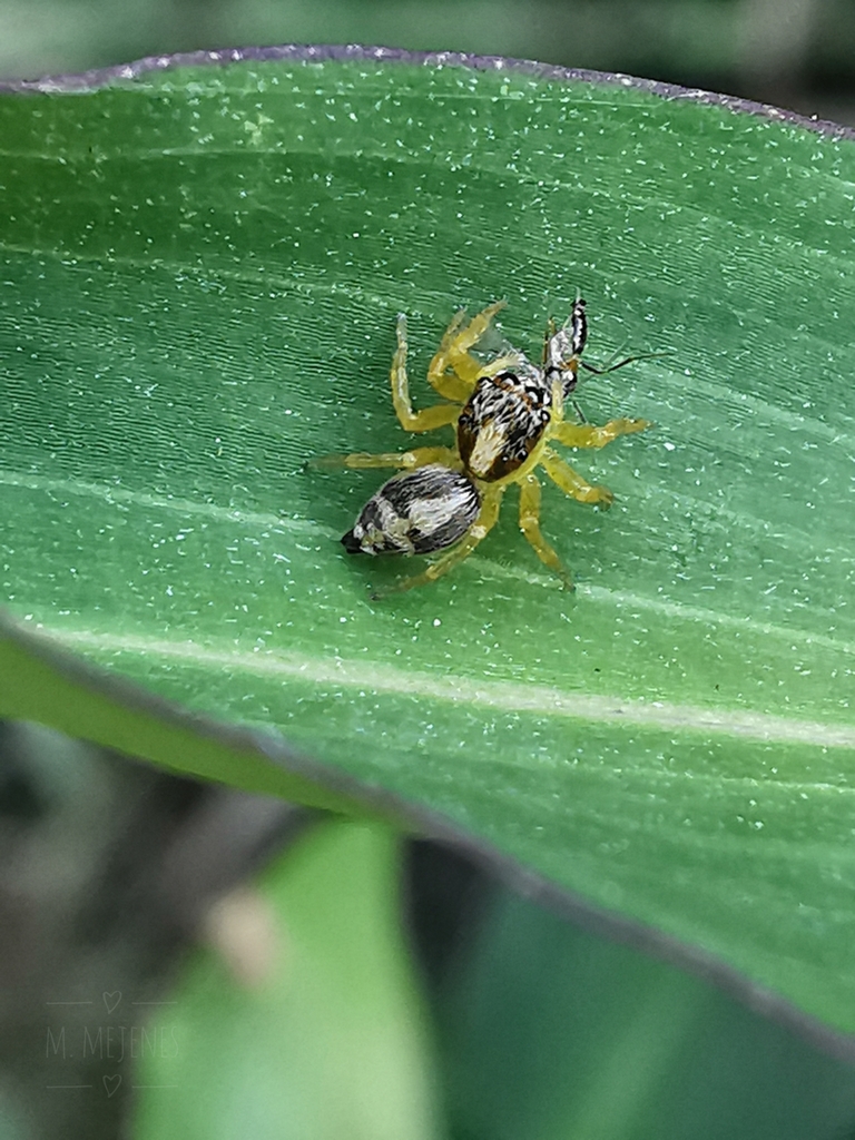 Frigga pratensis from Prado, San Francisco de Campeche, Camp., México ...