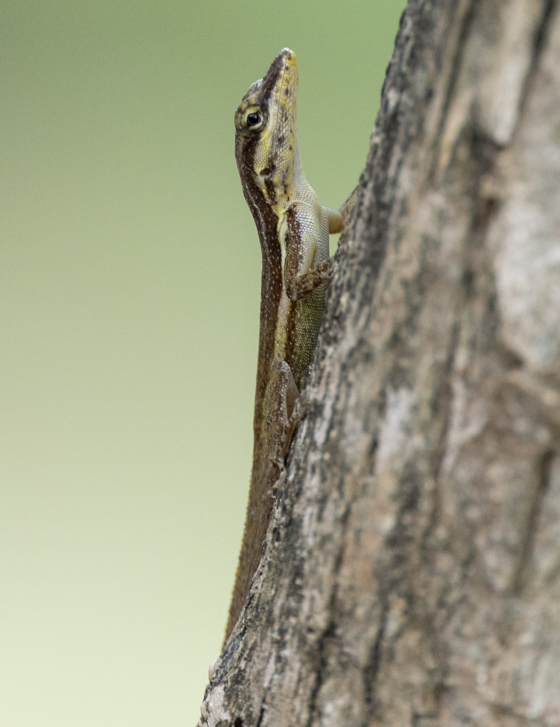 St. Eustatius Anole from Saint Anne Sandy Point Parish, St Kitts ...