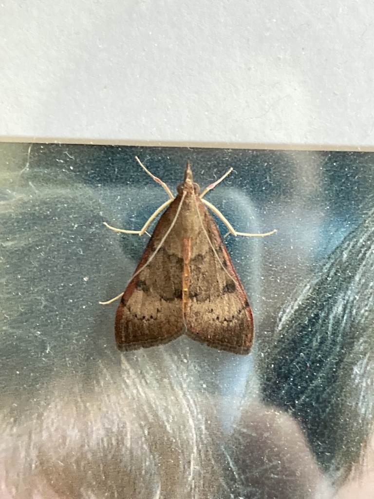 Tree Lucerne Moth from Sefton, Sydney, New South Wales on February 4 ...