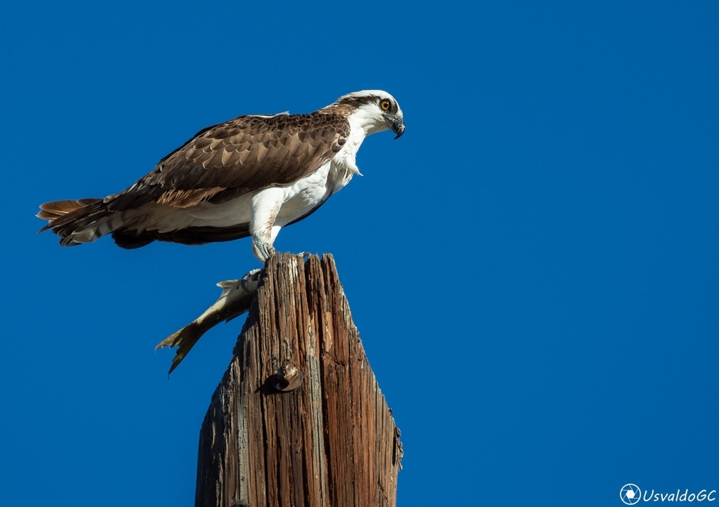 Osprey from San Bernardo, Guaymas, Son., México on February 3, 2024 at ...