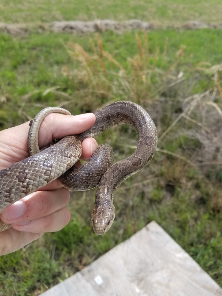 Prairie Kingsnake in April 2019 by Alex Meinders · iNaturalist
