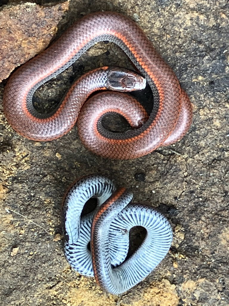 Sharp-tailed Snake from MacDonald Trail, Oakland, CA, US on February 3 ...