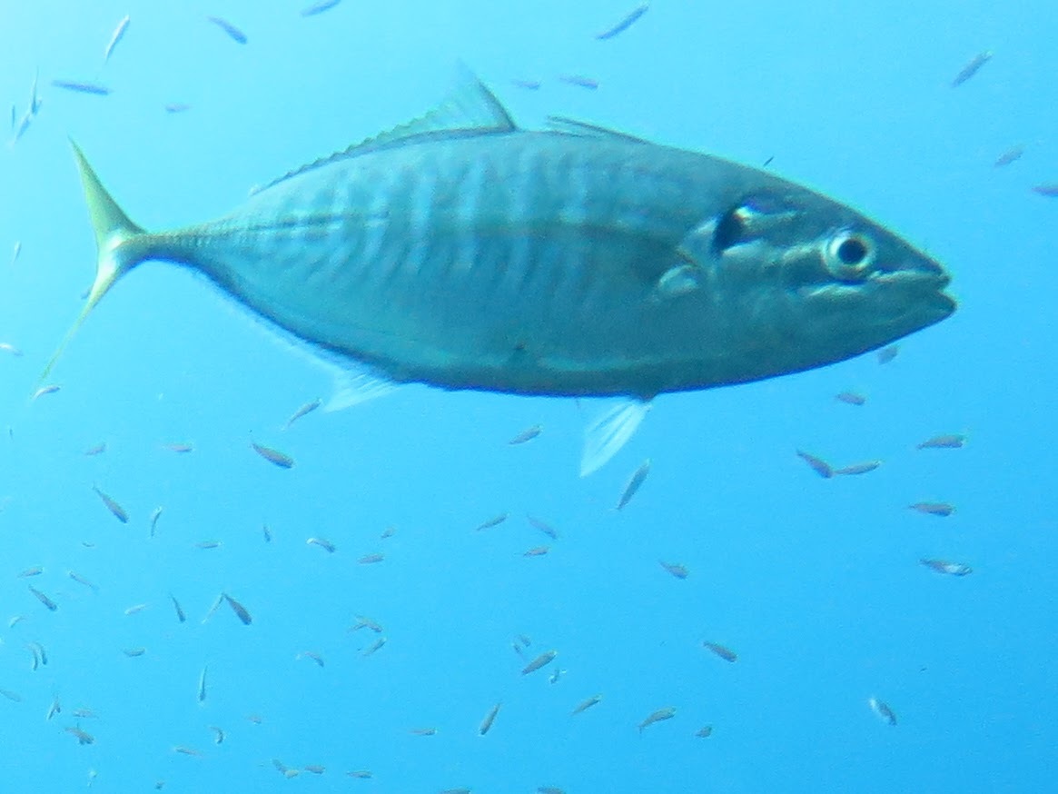 Atule Jordan & Jordan, 1922