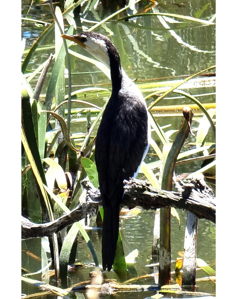 Little Pied Cormorant from Ballarat VIC, Australia on February 1, 2024 ...