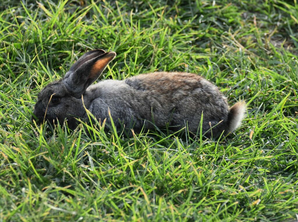 European Rabbit from San José del Cabo, BCS, Mexico on January 4, 2024 ...