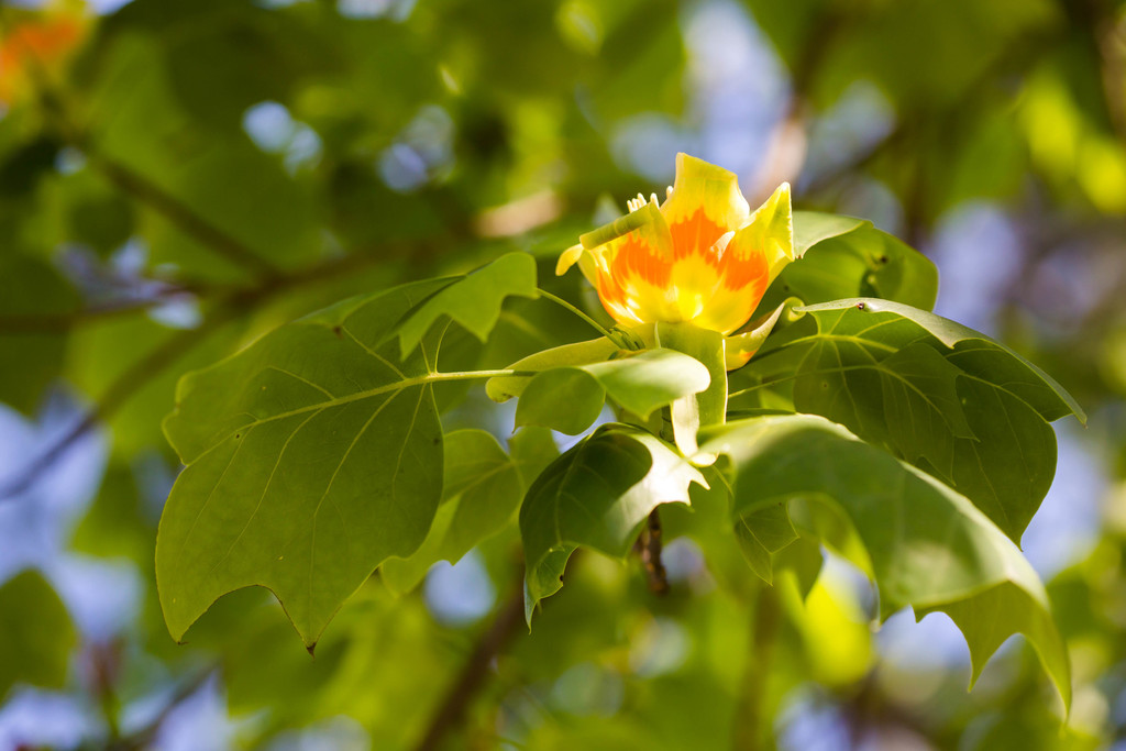 Tulip poplar (Plants of Overton Park's Old Forest, Memphis, TN ...