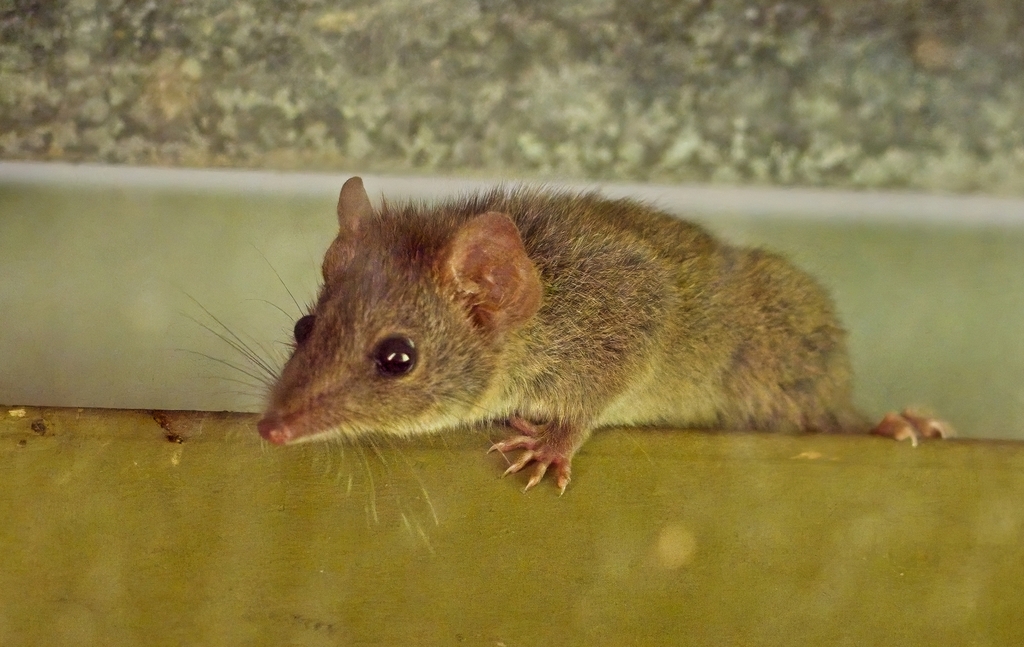 Agile Antechinus (Antechinus agilis) - Know Your Mammals