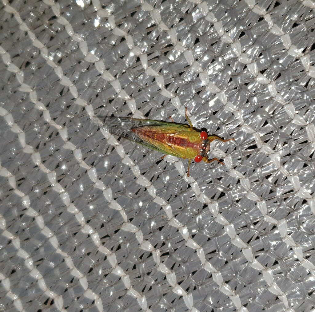 Broad-striped Wattle Cicada from Glenwood QLD 4570, Australia on ...