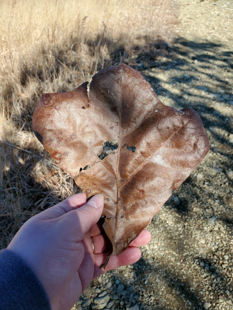 blackjack oak from Owings Mills, MD 21117, USA on February 3, 2024 at ...
