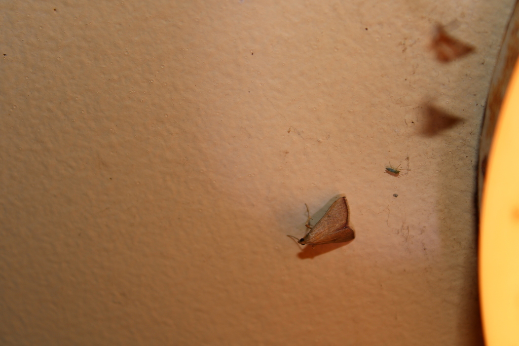 Endotricha pyrosalis from Smiths Lake NSW 2428, Australia on February 3 ...