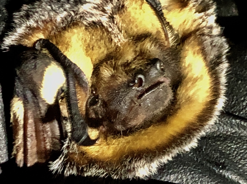 Hoary Bat (Lasiurus cinereus) - Know Your Mammals