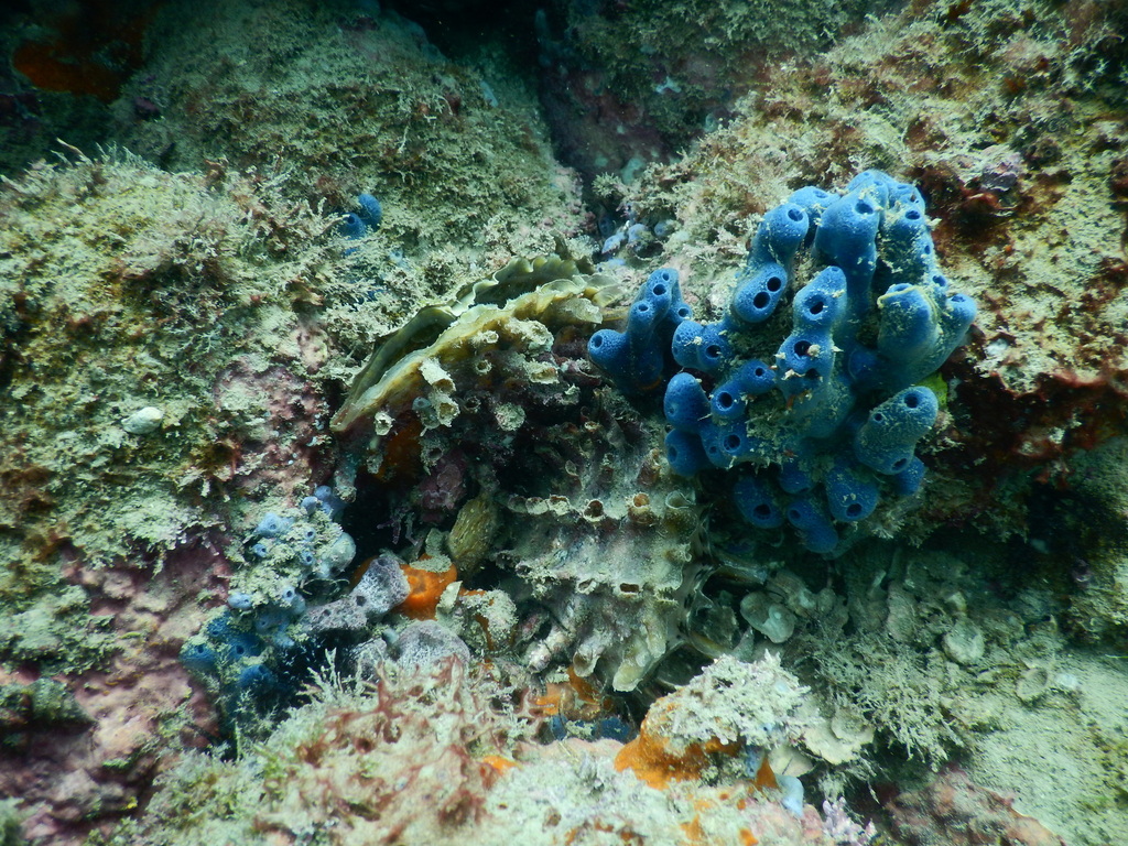 Esponja azul mexicana desde Zihuatanejo de Azueta, Guerrero, Mexico el 22 de enero de 2024 a las ...