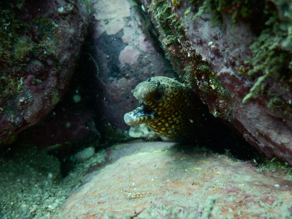 Jewel Moray from Zihuatanejo de Azueta, Guerrero, Mexico on January 22 ...