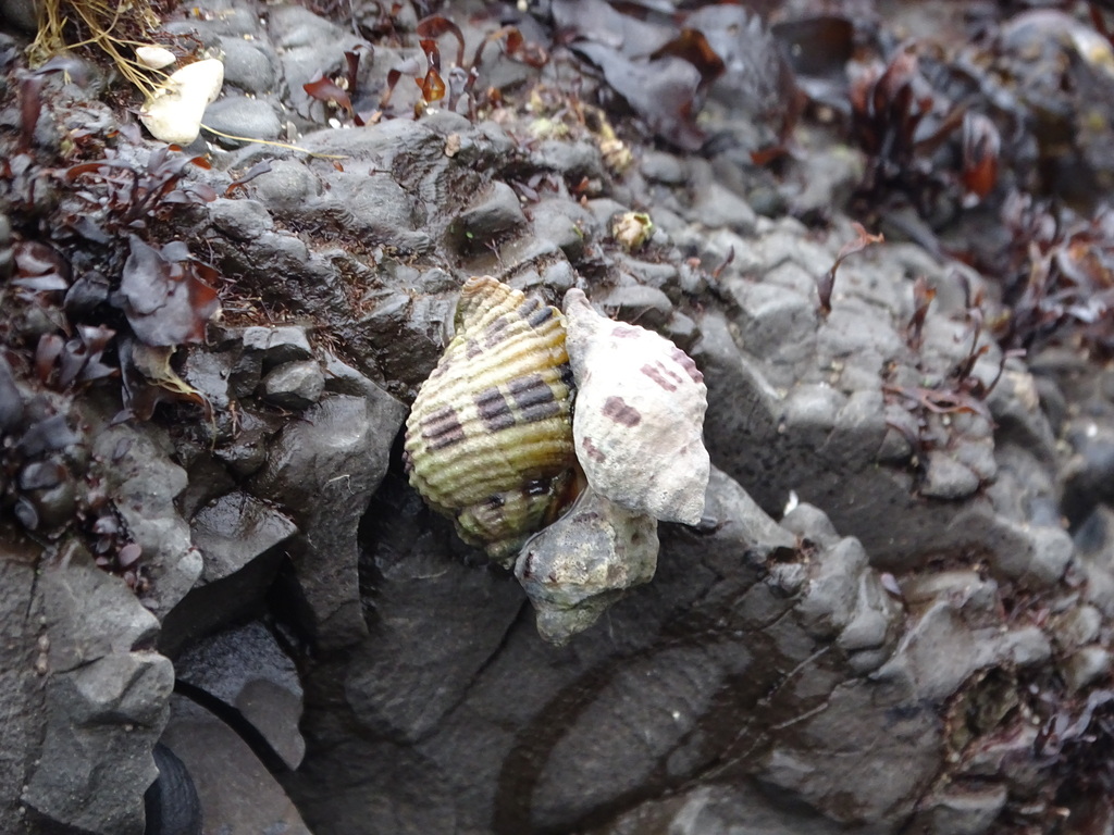 Circled Rocksnail from Moss Beach, CA, USA on February 3, 2024 at 01:07 ...