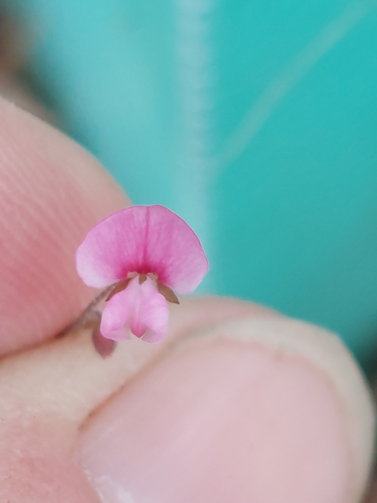 Pullenia gunnii from Pennant Hills Rd after Dartford Rd, Normanhurst ...