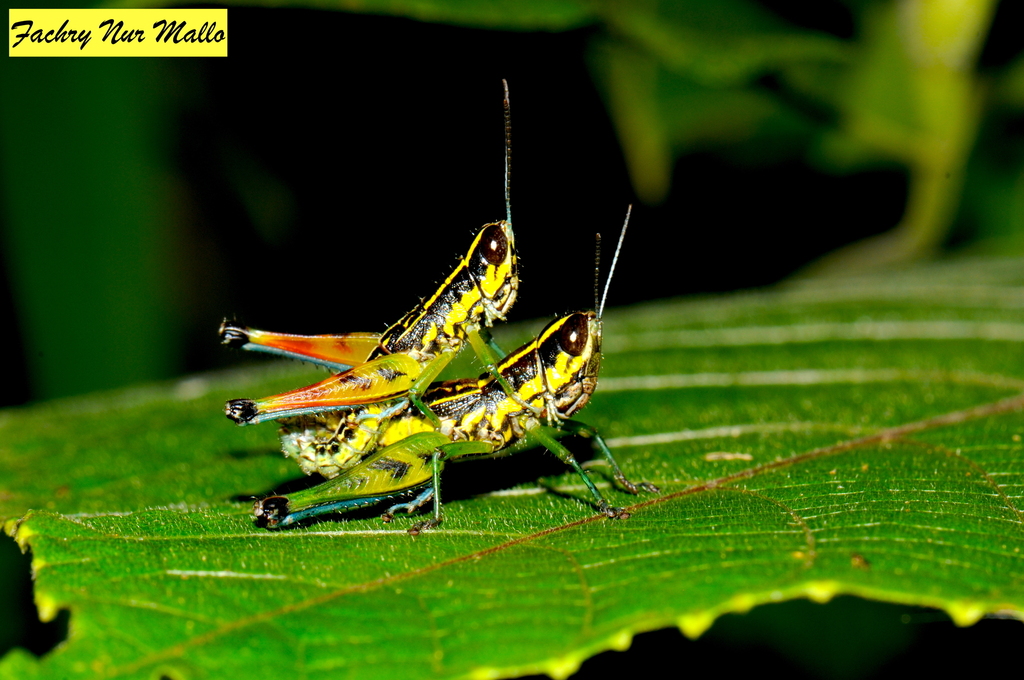 Chitaura from Sigimpu, Palolo, Sigi Regency, Central Sulawesi ...