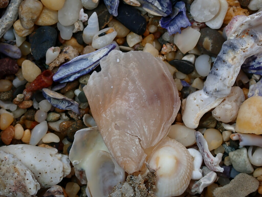 Baggy Pen Shell from Woolgoolga NSW 2456, Australia on February 4, 2024 ...