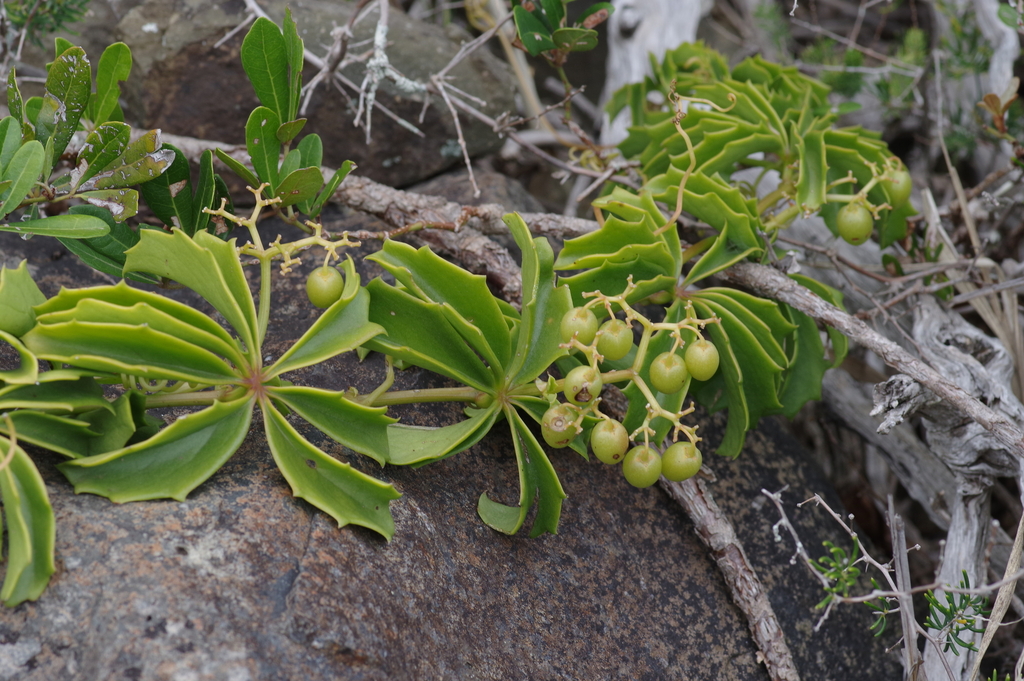 Potato Grape from Ecca Pass Wild Flower Reserve, R67, Grahamstown ...