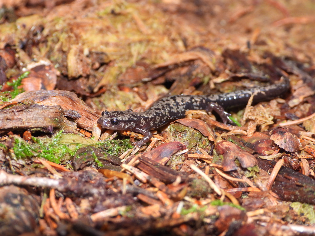 Weller's Salamander in May 2021 by diomedea_exulans_li · iNaturalist