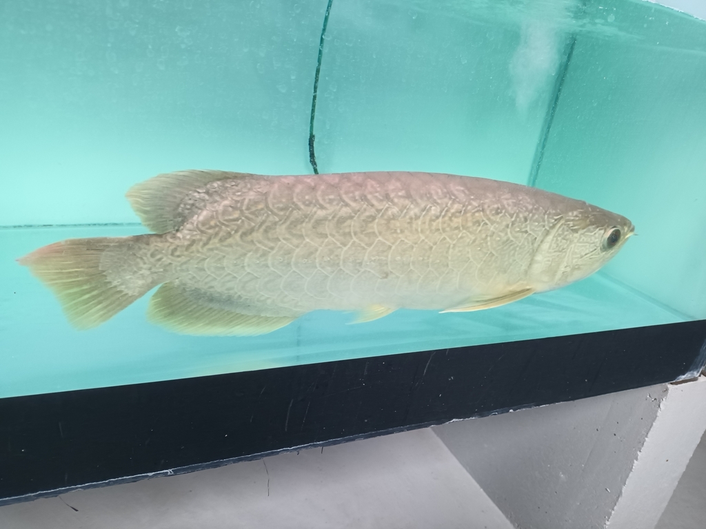 Myanmar Arowana (Scleropages inscriptus) - Marine Life Identification