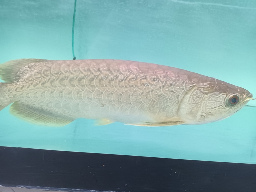 Myanmar Arowana (Scleropages inscriptus) - Marine Life Identification