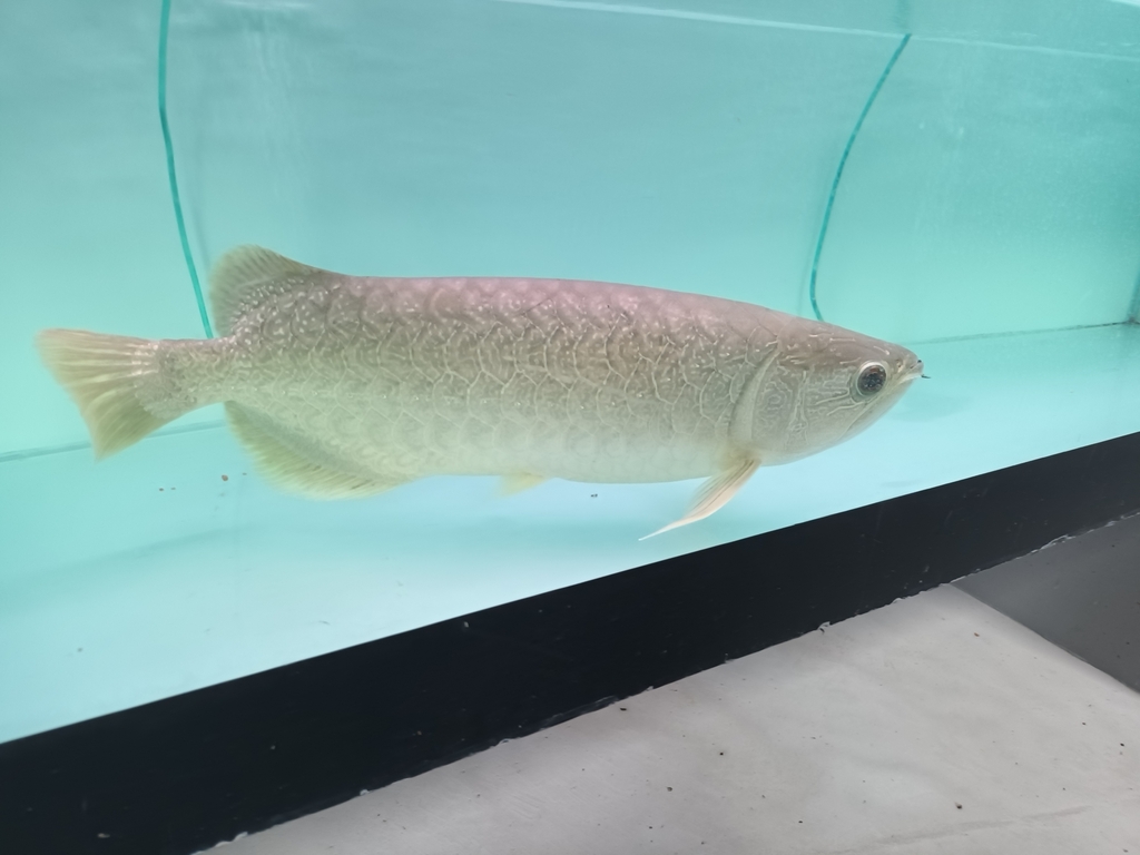 Myanmar Arowana (Scleropages inscriptus) - Marine Life Identification