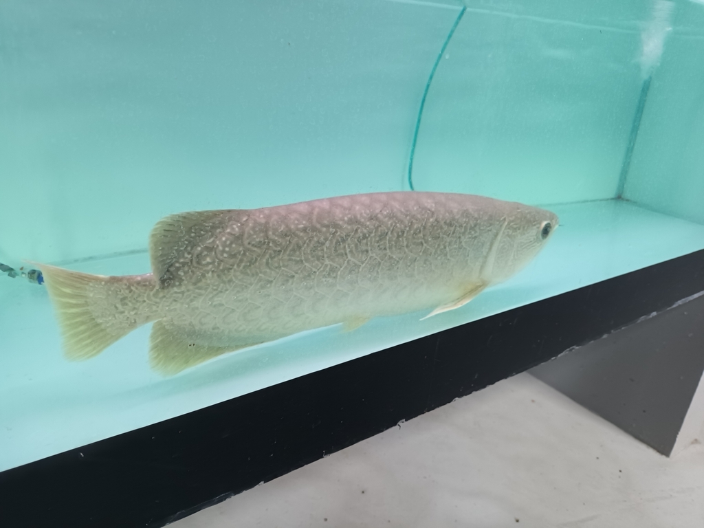 Myanmar Arowana (Scleropages inscriptus) - Marine Life Identification