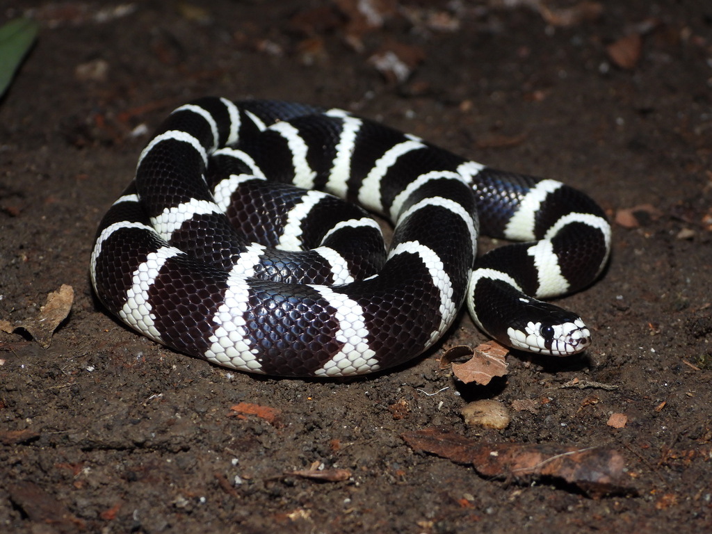 California King Snake from San Bernardino County, CA, USA on May 11 ...