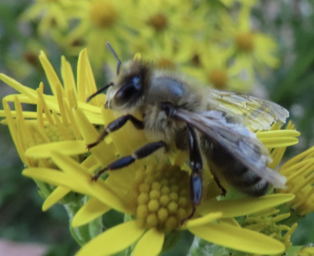 Western Honey Bee from North Island, Rotorua, Bay of Plenty, NZ on ...