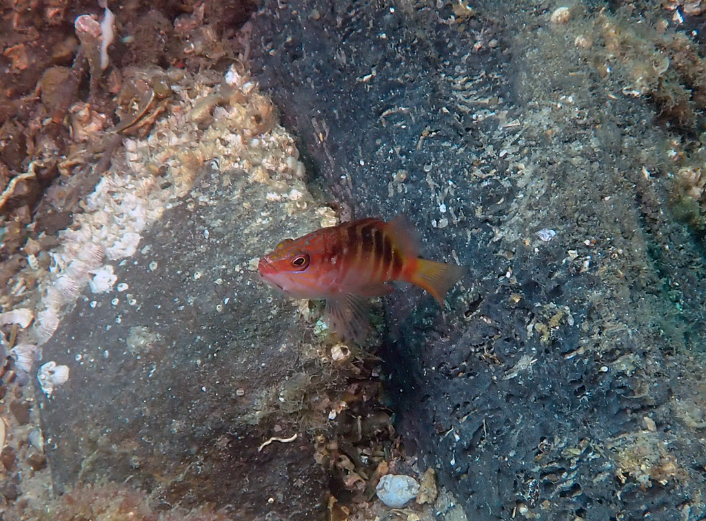 Halfbanded Seaperch from Newcastle NSW, Australia on January 28, 2024 ...